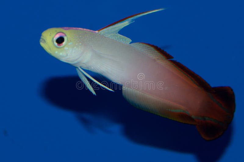 Nemateleotris Decora - Elegant Firefish Stock Photo - Image of ...