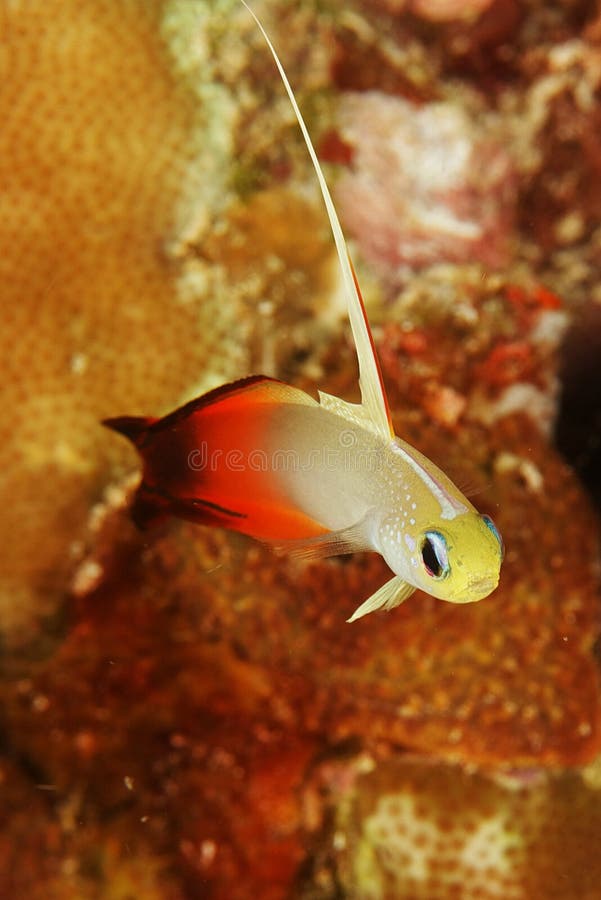 Nemateleotris Magnifica - Red Fire Goby Stock Photo - Image of pacific ...