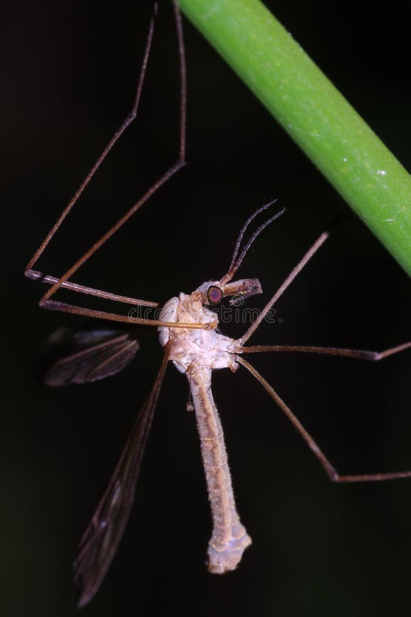 Nematocera imagen de archivo. Imagen de insecto, fondo - 27343897