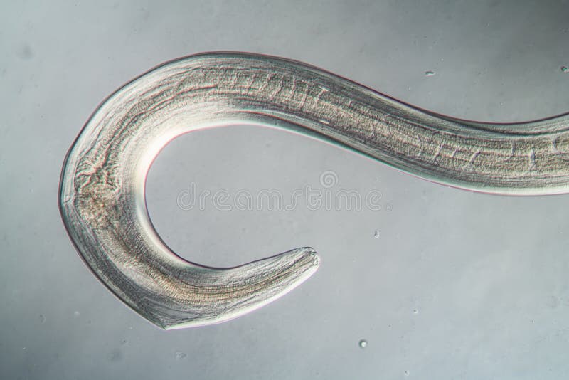 Nematode Parasitic worm stock photo. Image of magnification - 196734506
