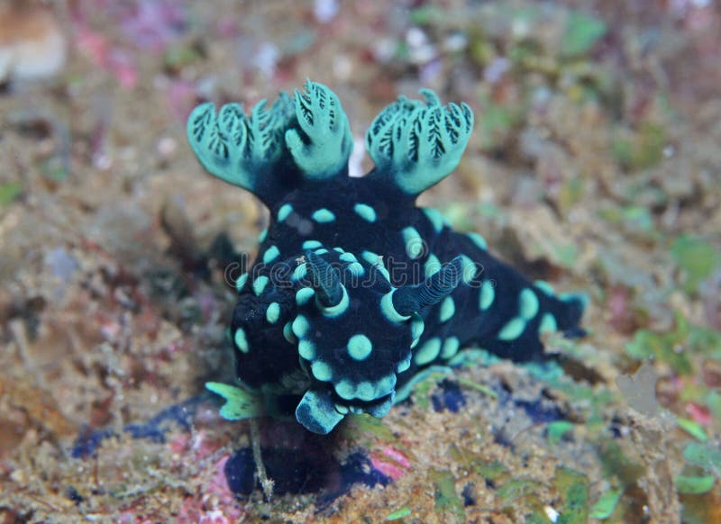 Nembrotha cristata stock photo. Image of nembrotha, creatures - 11809168