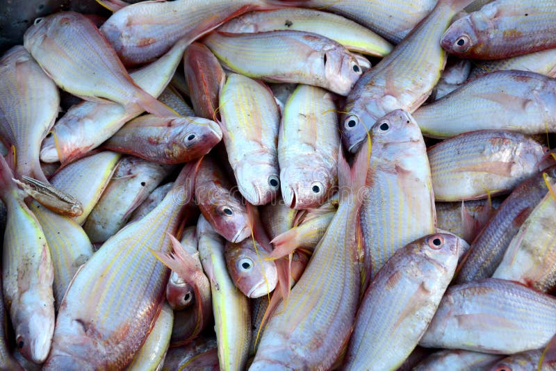 Nemipterus fish stock image. Image of hundreds, nature - 43069599
