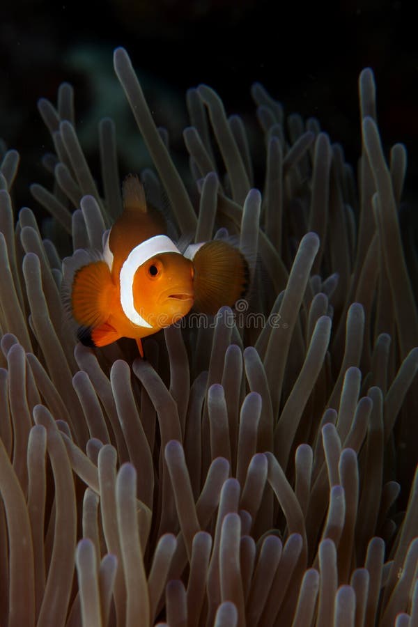 Nemo stock image. Image of sealife, orange, colorful - 11168009