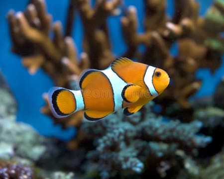 Nemo 2 stock image. Image of orange, stripes, ocean, clownfish - 475115