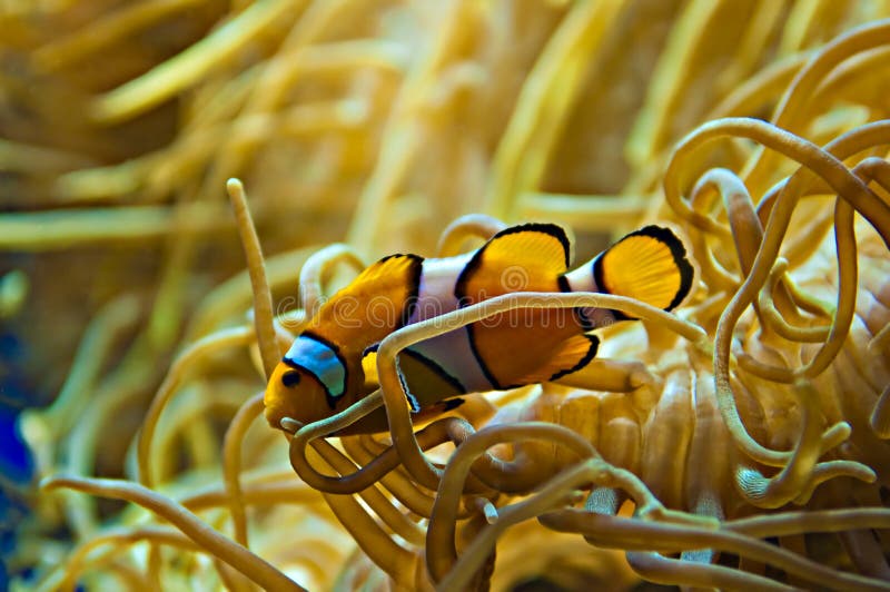 Nemo stock image. Image of tropical, small, dive, life - 23226821