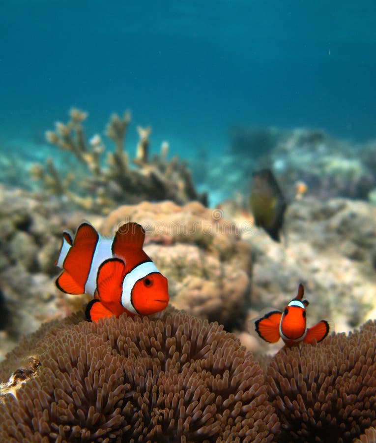 Nemo stock photo. Image of clown, nemo, underwater, orange - 4758606