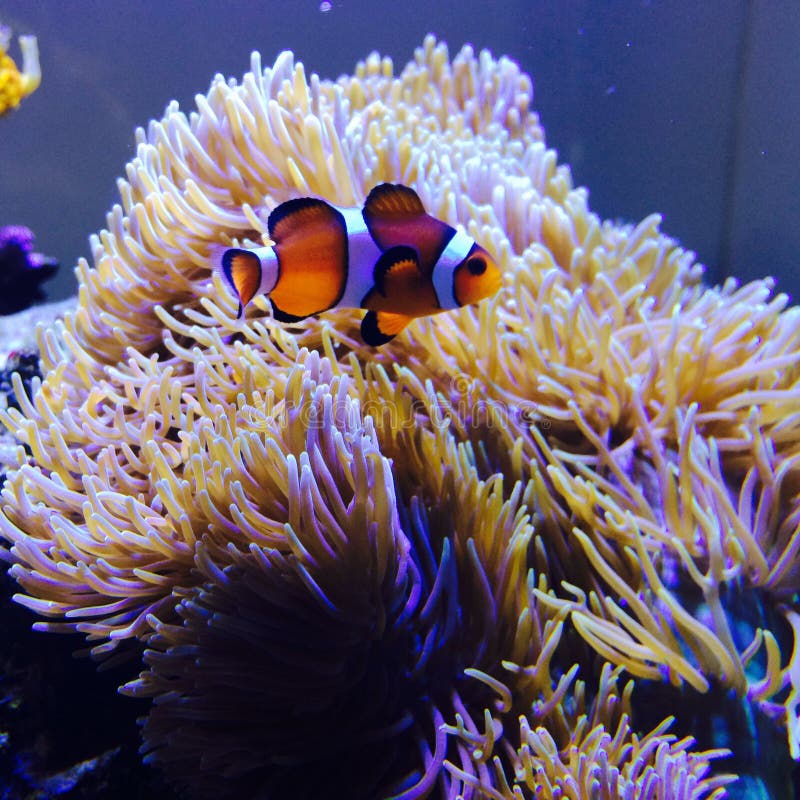 ¡Nemo! imagen de archivo. Imagen de azul, okinawa, pescados - 50070549