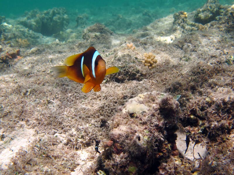 Nemo amphiprioninae. imagen de archivo. Imagen de multitudes - 260064183