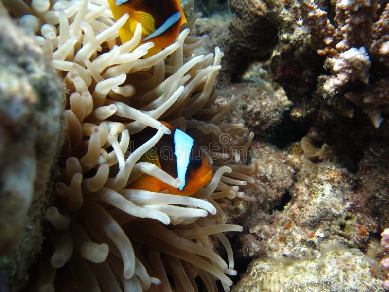Nemo amphiprioninae. imagen de archivo. Imagen de zambullida - 260071541