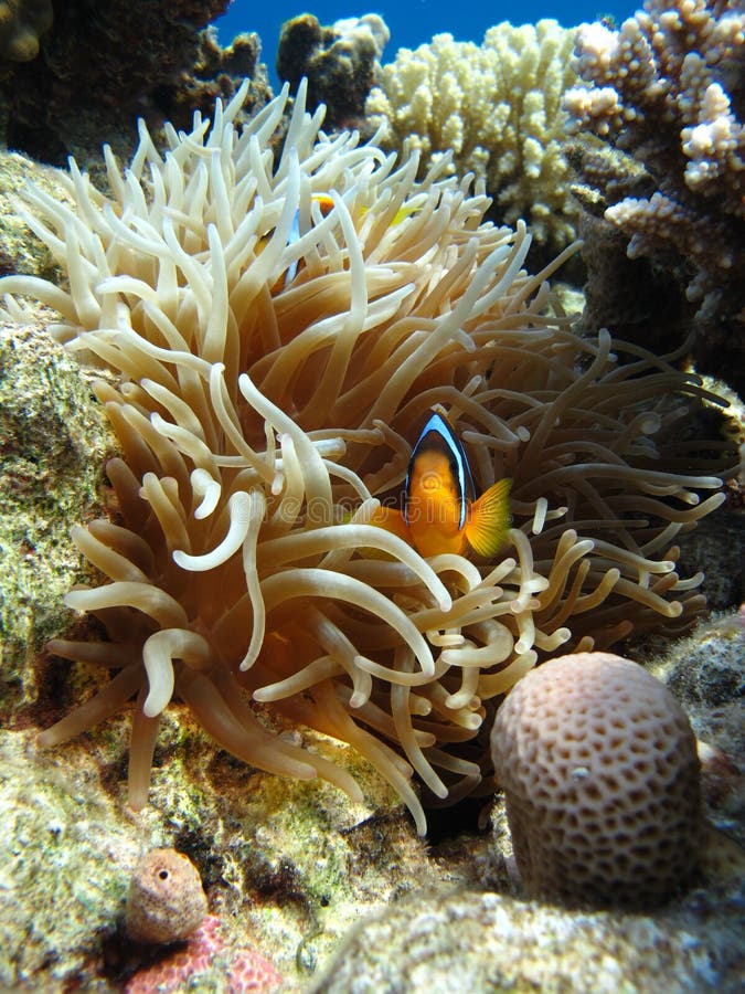 Nemo amphiprioninae. foto de archivo. Imagen de ambiente - 260072512
