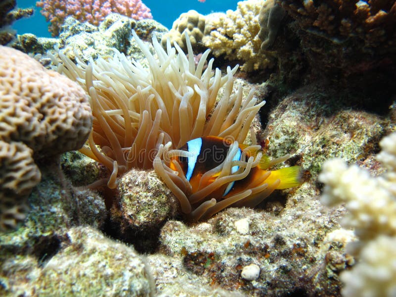 Nemo amphiprioninae. imagen de archivo. Imagen de océano - 260072549