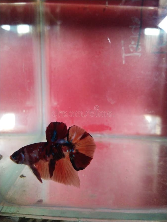 Nemo betta fish stock photo. Image of purple, plant - 240033900