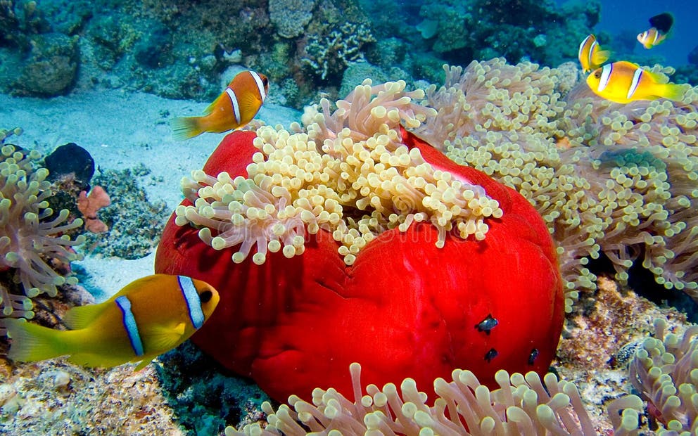 Nemo City stock image. Image of coral, ocean, egypt, tourism - 3380357