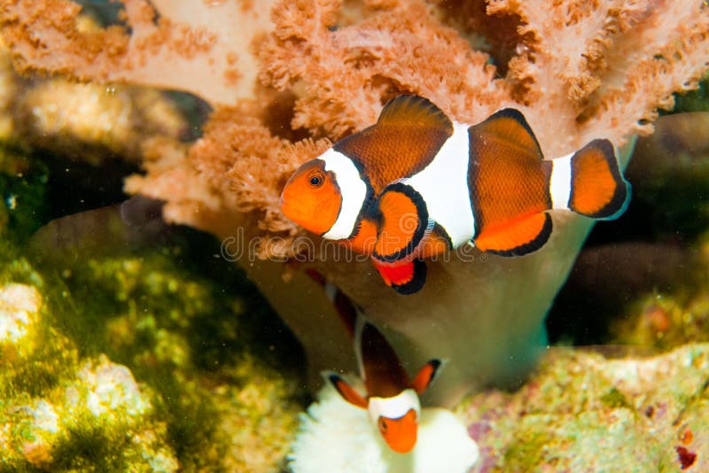 Nemo Clown Fish stock photo. Image of tank, reef, fish - 11189516