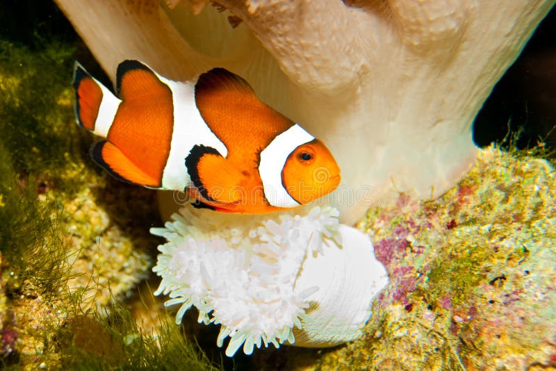 Nemo Clown Fish stock image. Image of fishtank, reef - 11189989
