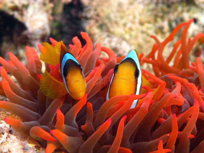 Nemo . Clown Fish Amphiprion (Amphiprioninae). Stock Image - Image of ...