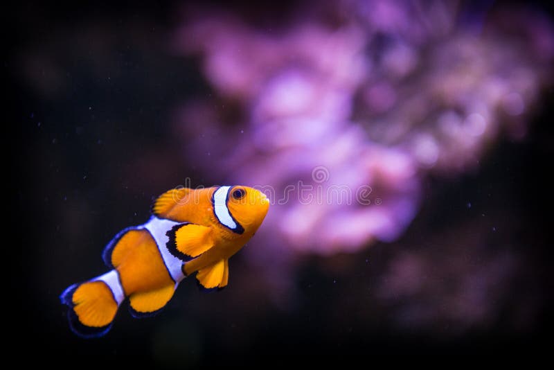 Nemo de los pescados imagen de archivo. Imagen de pescados - 37940631