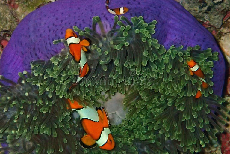 Finding Nemo Cartoon Stock Illustrations – 70 Finding Nemo Cartoon ...