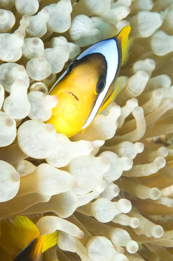 Nemo fish stock photo. Image of activity, seascape, diving - 12060872