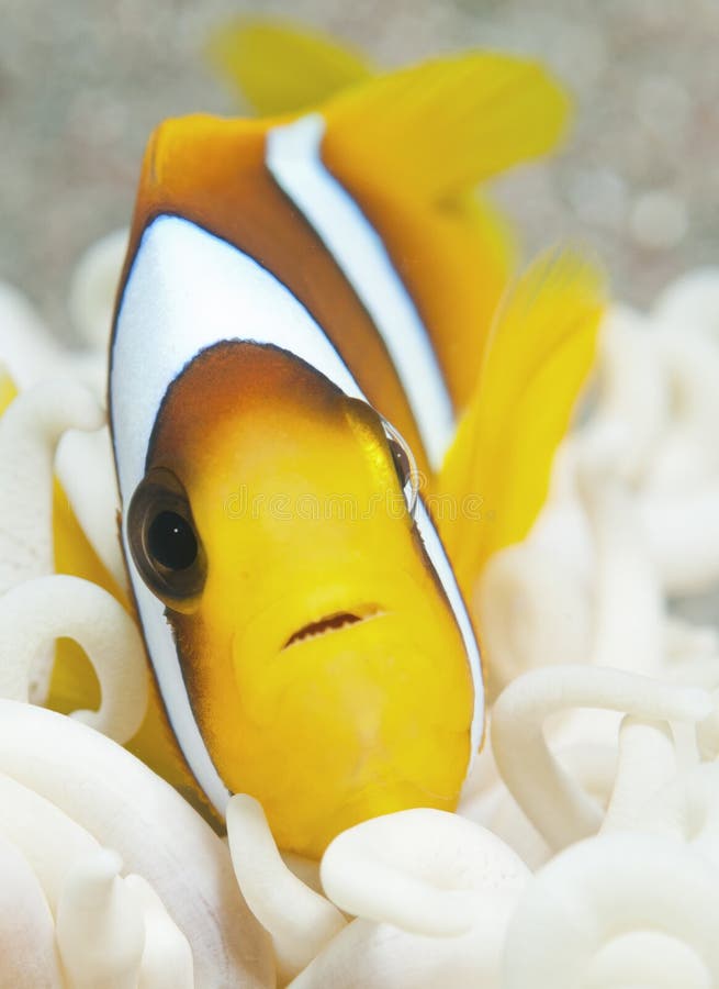 Nemo fish stock photo. Image of anemome, reef, baby, beauty - 18233356