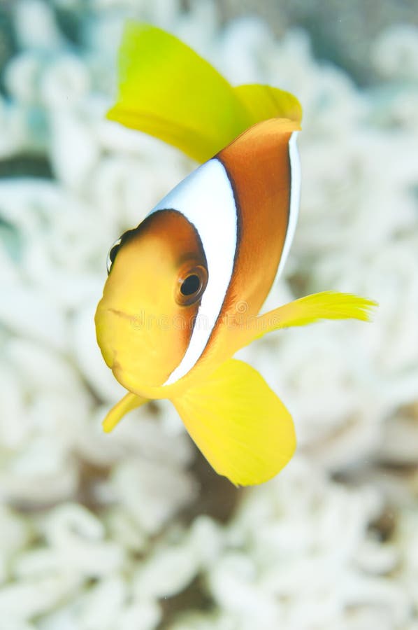 Nemo fish stock photo. Image of exotic, thailand, dive - 18247704