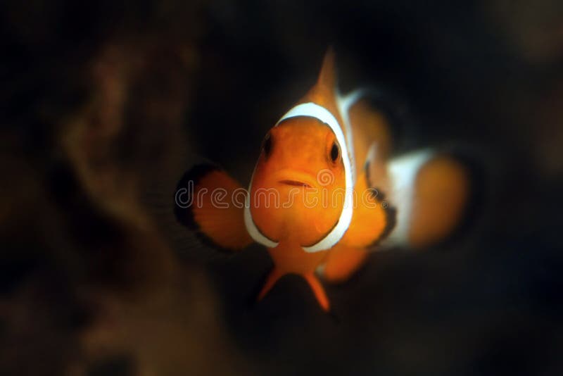 Nemo fish stock image. Image of green, nature, salt, aquarium - 15636527