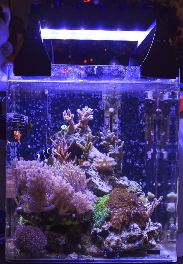 Nemo fish stock photo. Image of reef, diving, orange - 43724042