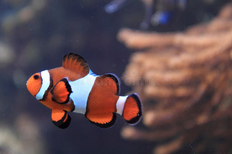 Nemo fish (clown fish) stock image. Image of museum, marine - 61981323