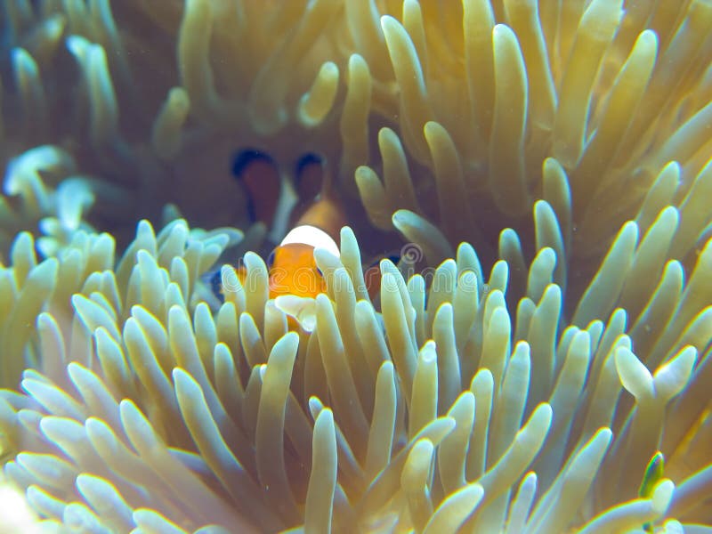 Nemo fish home stock image. Image of indian, atlantic - 2201491