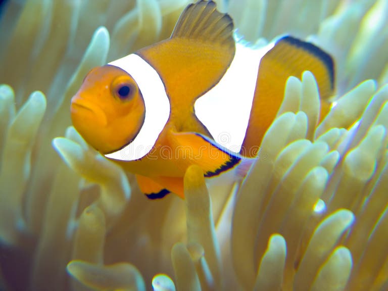 Nemo fish home stock photo. Image of anemone, poisonous - 2201686