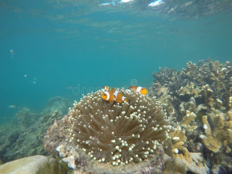 Nemo fish and home stock photo. Image of beautiful, sports - 265197414