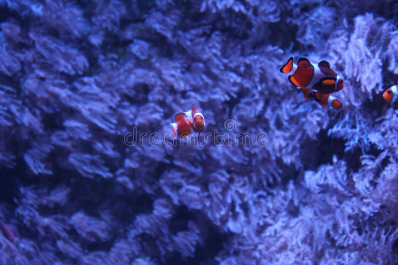 Nemo fish stock photo. Image of flower, coral, aquarium - 362670524