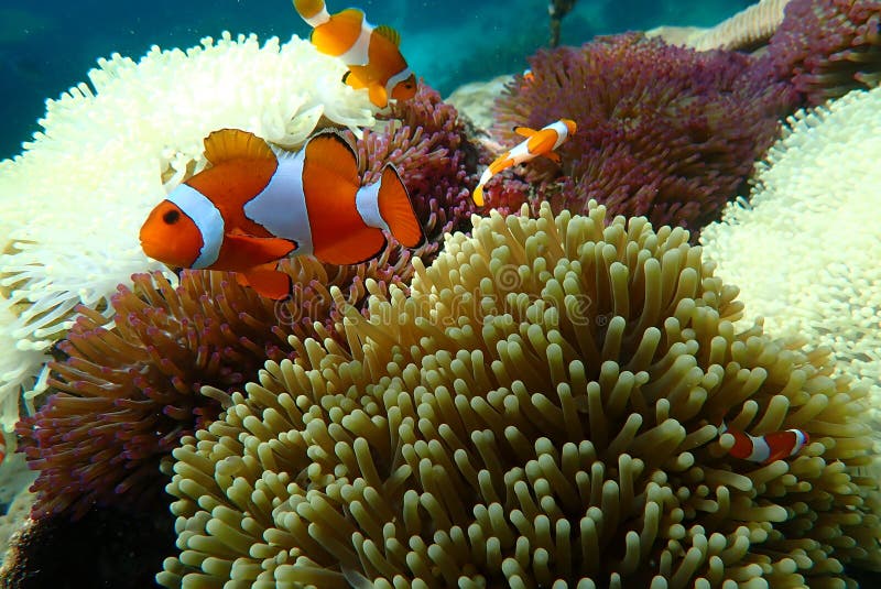 Nemo Fish are Paradise Under the Sea Stock Image - Image of jellyfish ...