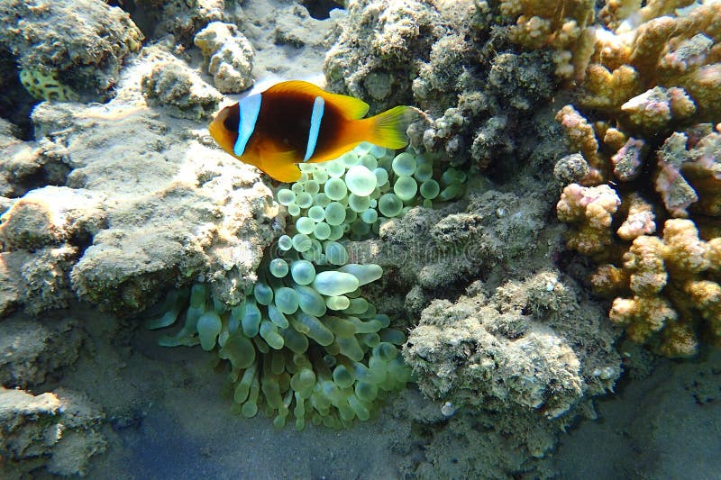 Nemo fish from the Red Sea stock image. Image of ocellaris - 289569769