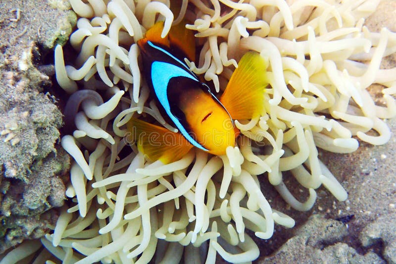 Nemo fish from the Red Sea stock photo. Image of animal - 289730968