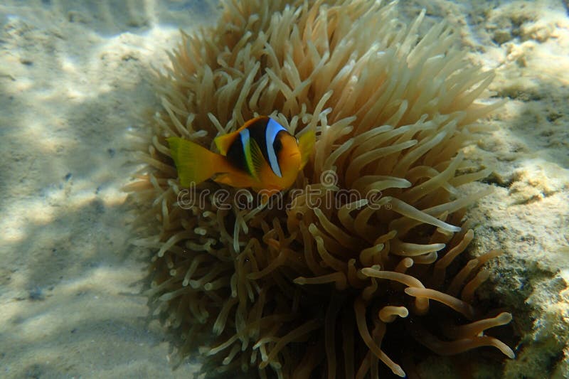 Nemo fish from the red sea stock photo. Image of animal - 330488848