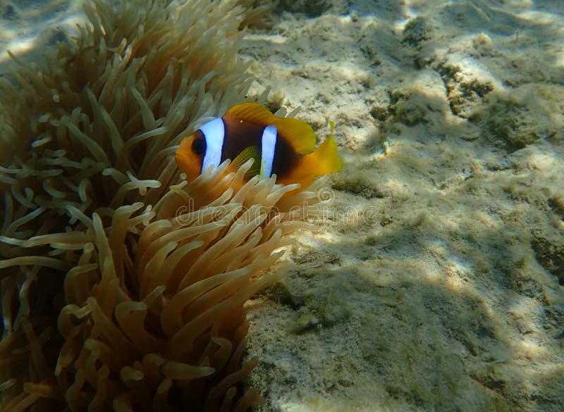 Nemo fish from the red sea stock image. Image of reef - 330488849