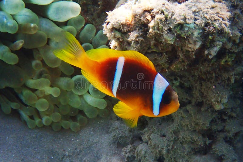 Nemo fish from the Red Sea stock image. Image of ocellaris - 290217875