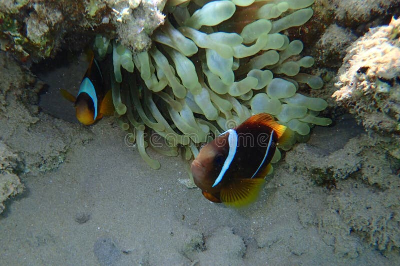Nemo fish from the Red Sea stock image. Image of seascape - 290682275