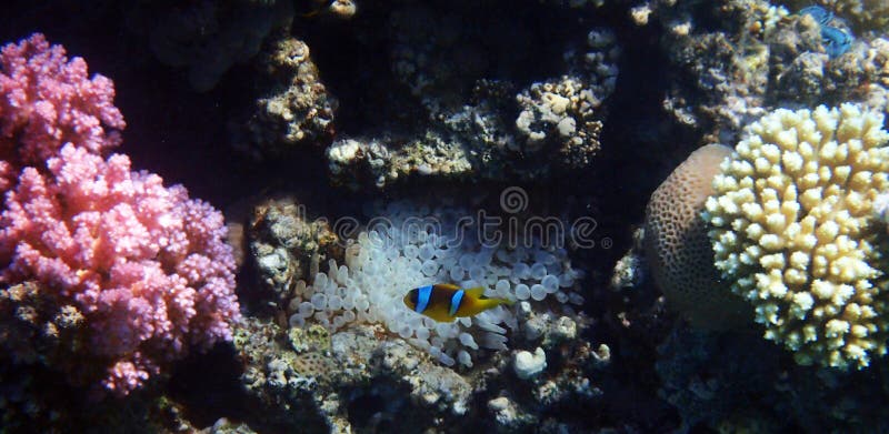 Nemo Fish in the Red Sea Egypt Stock Image - Image of wildlife, nemo ...