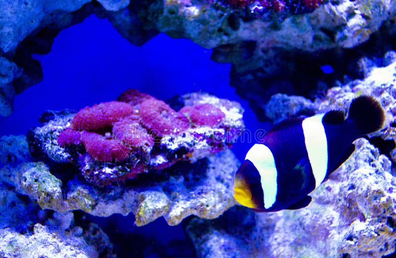 Nemo fish and sea anemone stock photo. Image of colorful - 33935466