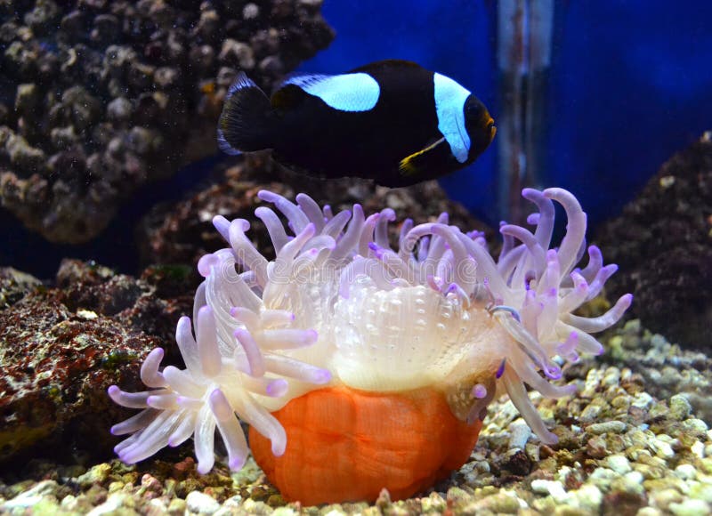 Nemo fish and sea anemone stock photo. Image of colorful - 33935466