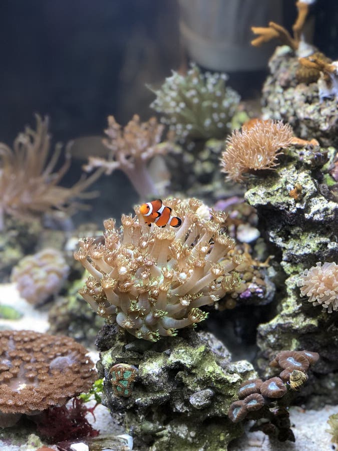 Nemo fish stock image. Image of coral, nemo, fish, tank - 115337765