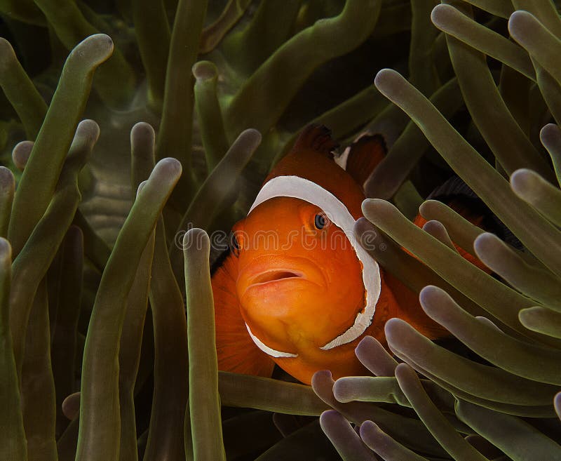 Nemo Fisk Eller Clownfisk I Havsanemon Fotografering för Bildbyråer ...