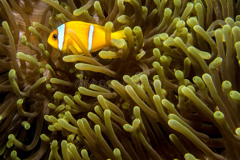 Nemo fisk i en anemon fotografering för bildbyråer. Bild av clown ...