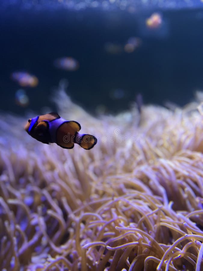 Nemo stock photo. Image of tank, reef, nemo, flying - 132315616