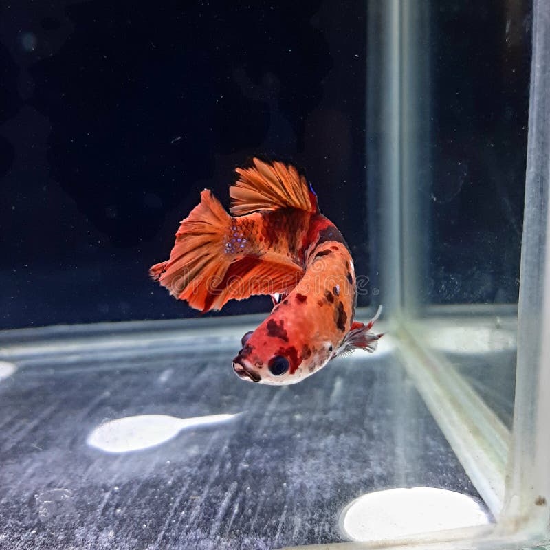 Nemo Galaxi Betta Fish Pose Stock Photo - Image of nemo, galaxi: 208378234