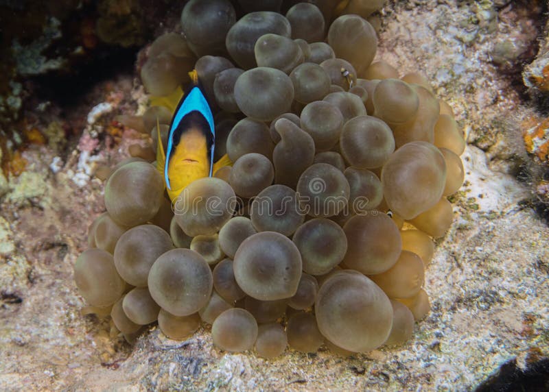 Nemo and his 2 kids! stock image. Image of beautiful - 259201507