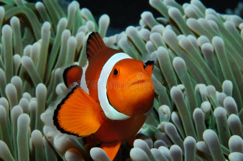 Nemo och anemon arkivfoto. Bild av makro, gulligt, symbios - 79096514