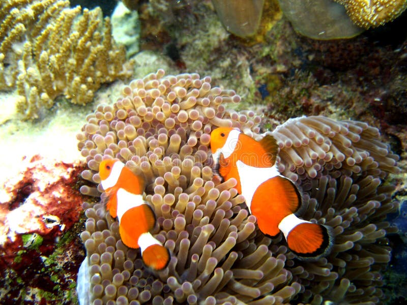 Nemo's Parents Picture. Image: 3768948
